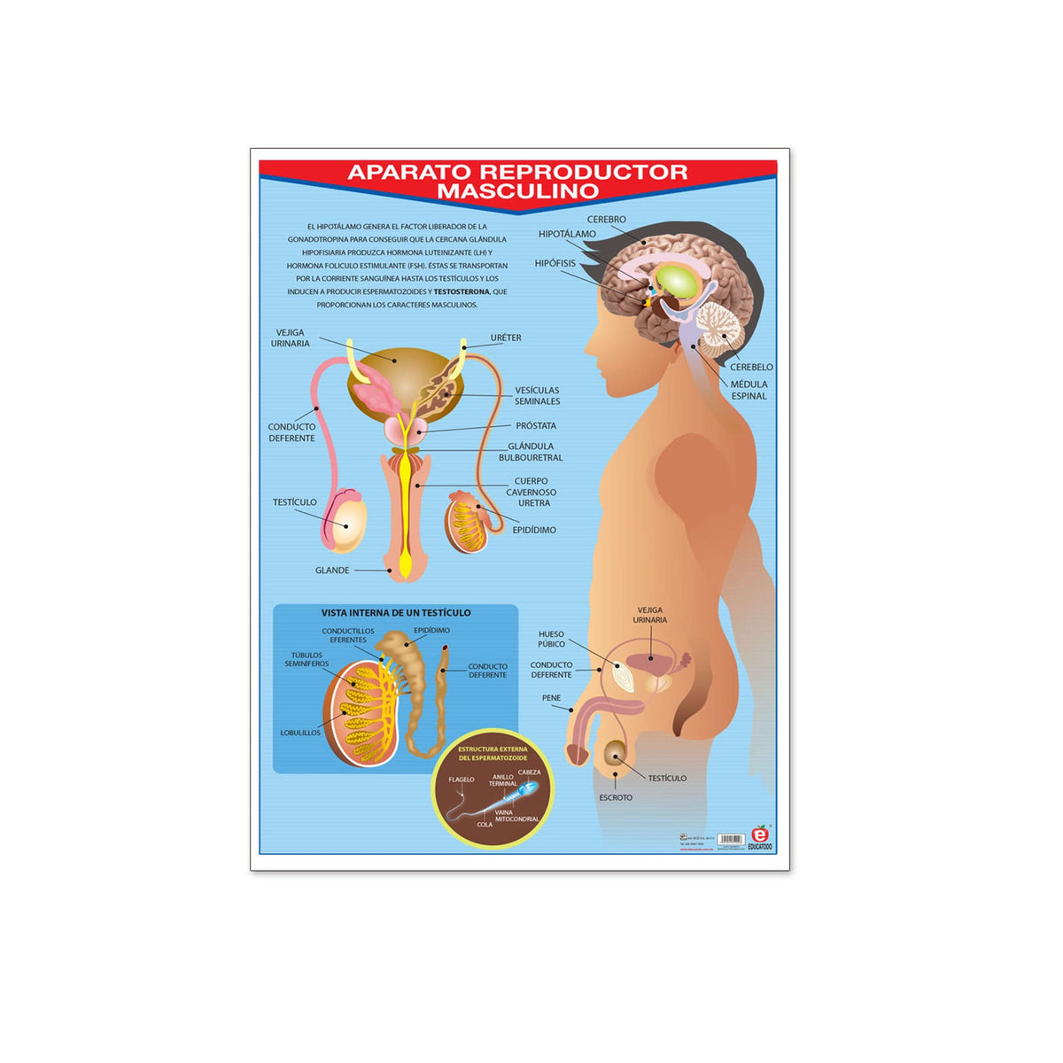 Diagrama Del Sistema Reproductor Masculino