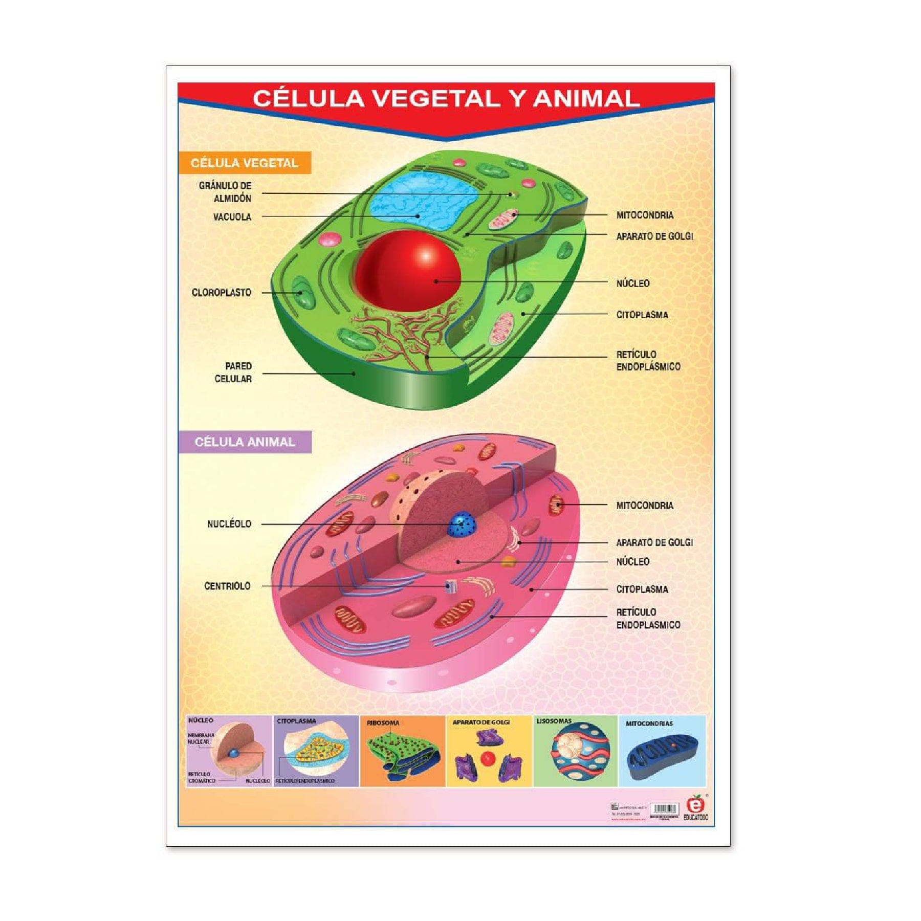 Diagrama De Célula Vegetal Y Animal