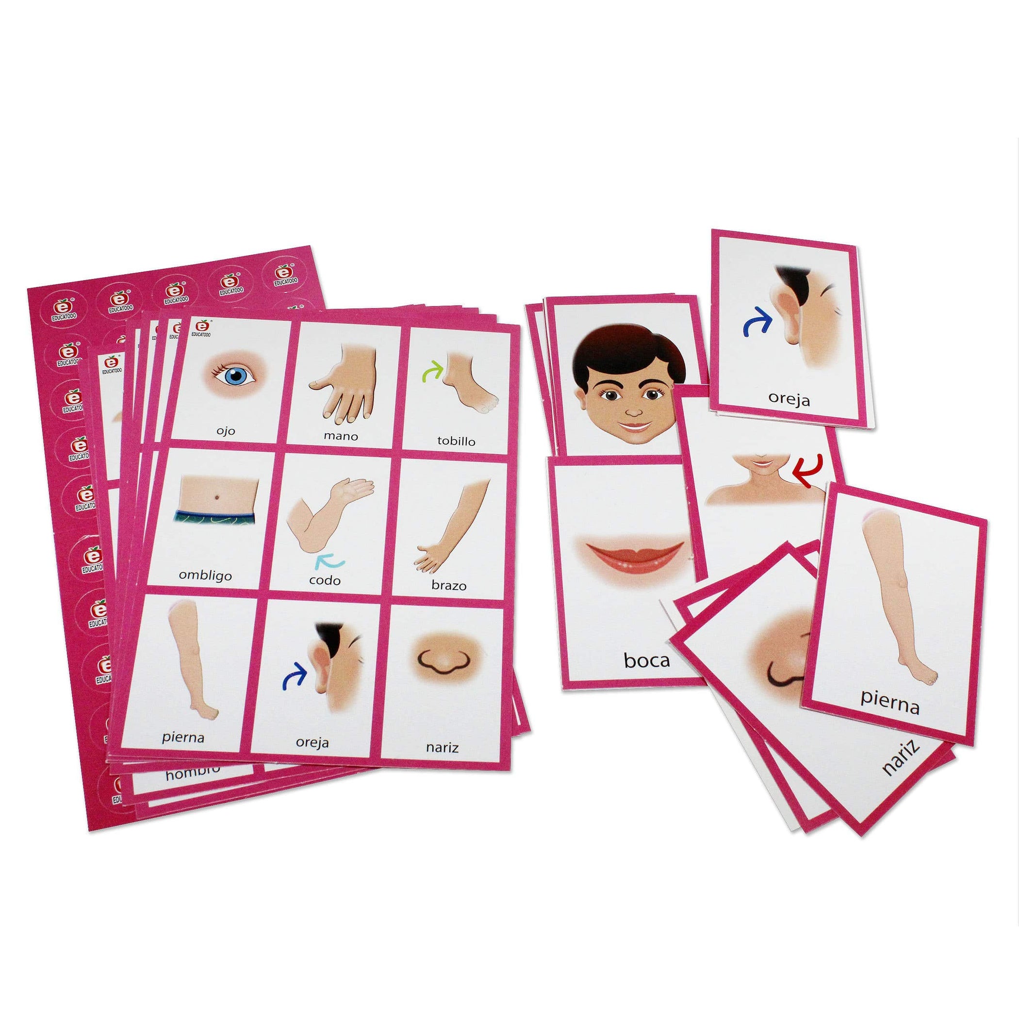 Lotería Arcoíris de Partes del Cuerpo Humano — Educatodo