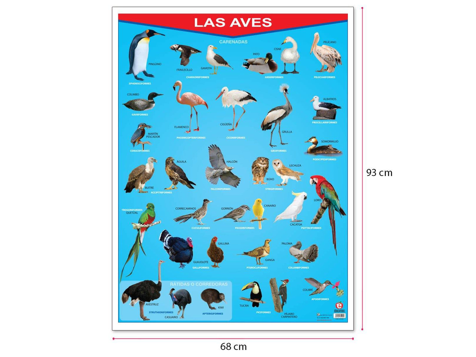 Póster Las Aves — Educatodo