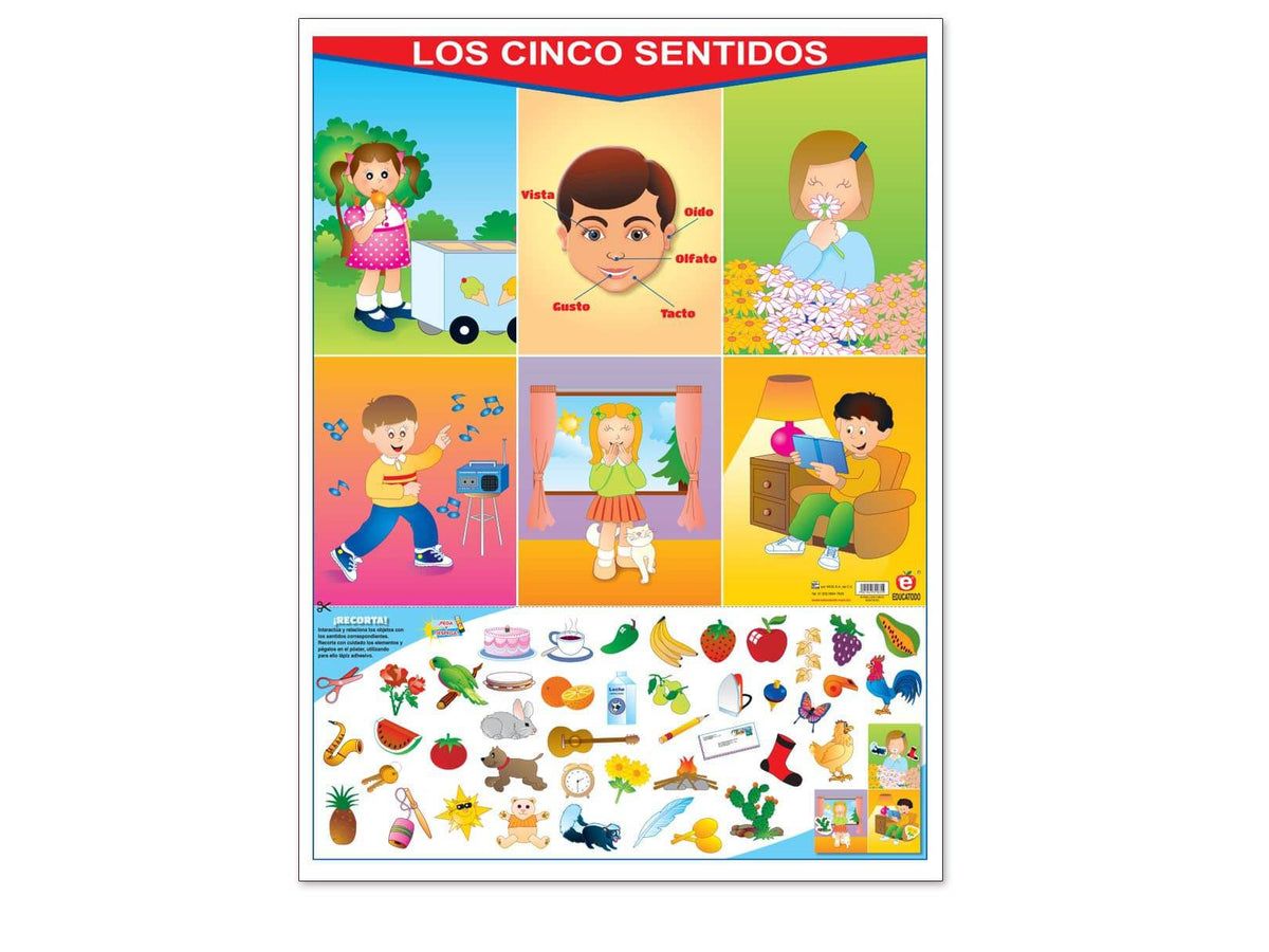 Póster Los Cinco Sentidos — Educatodo