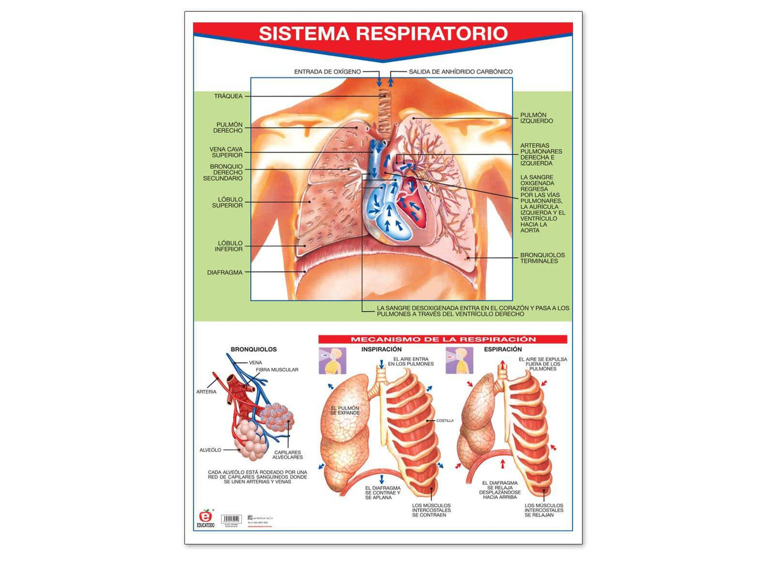 Pósters — Educatodo